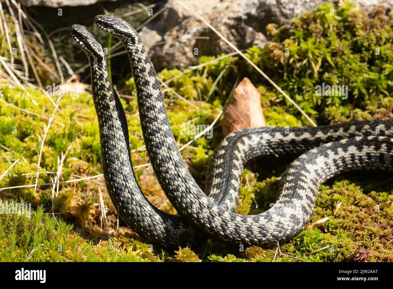 Two snakes attack hi-res stock photography and images - Alamy