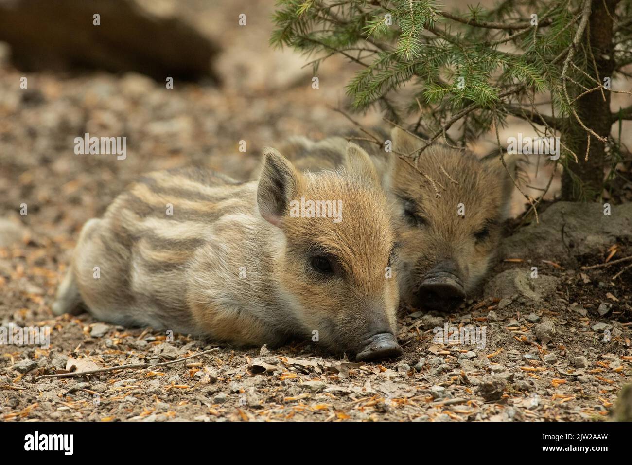 Wild boar two young lying on forest floor looking from the front Stock ...