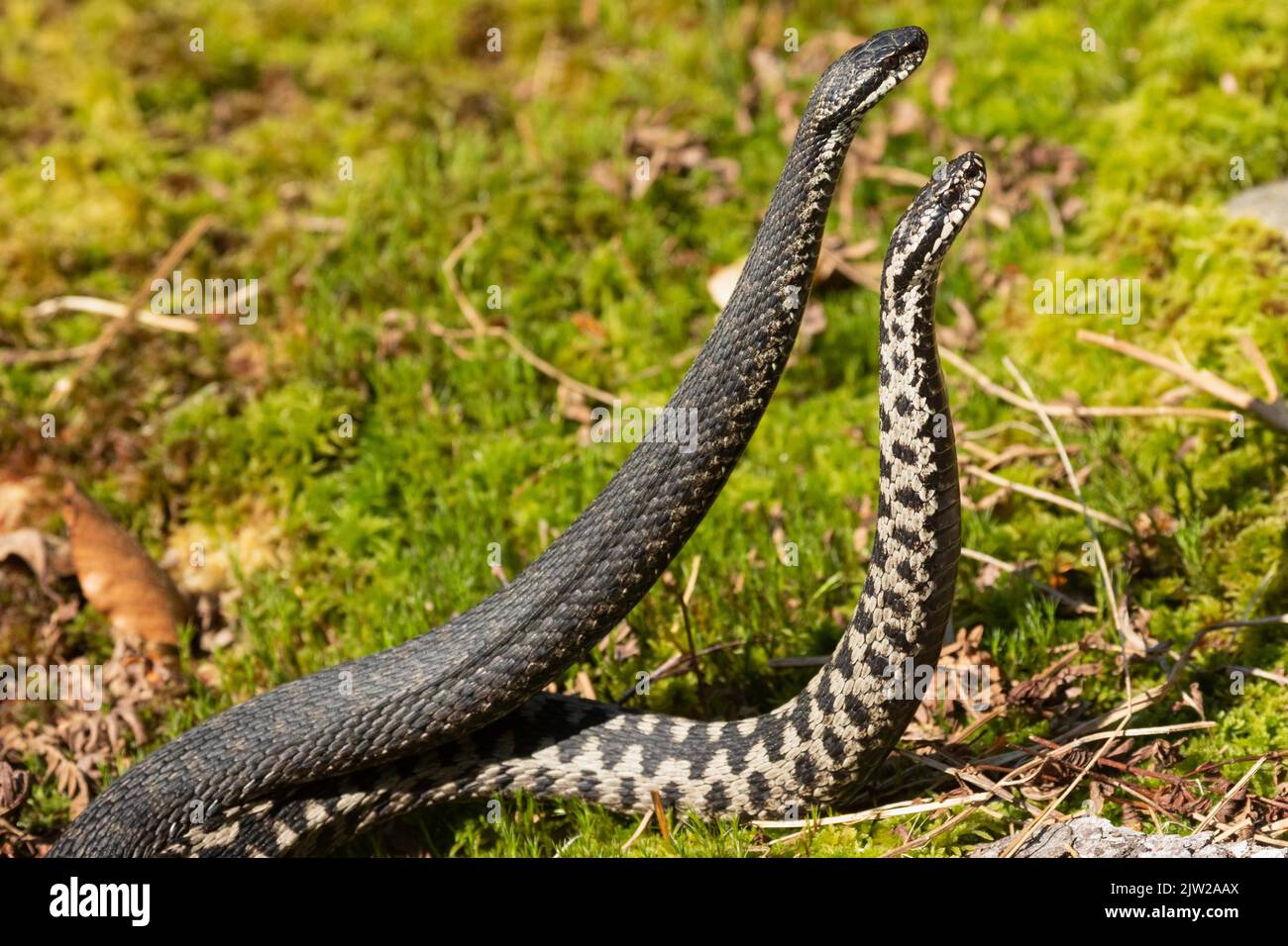 Adder two snakes in commentary fight in moss standing upright seen on ...