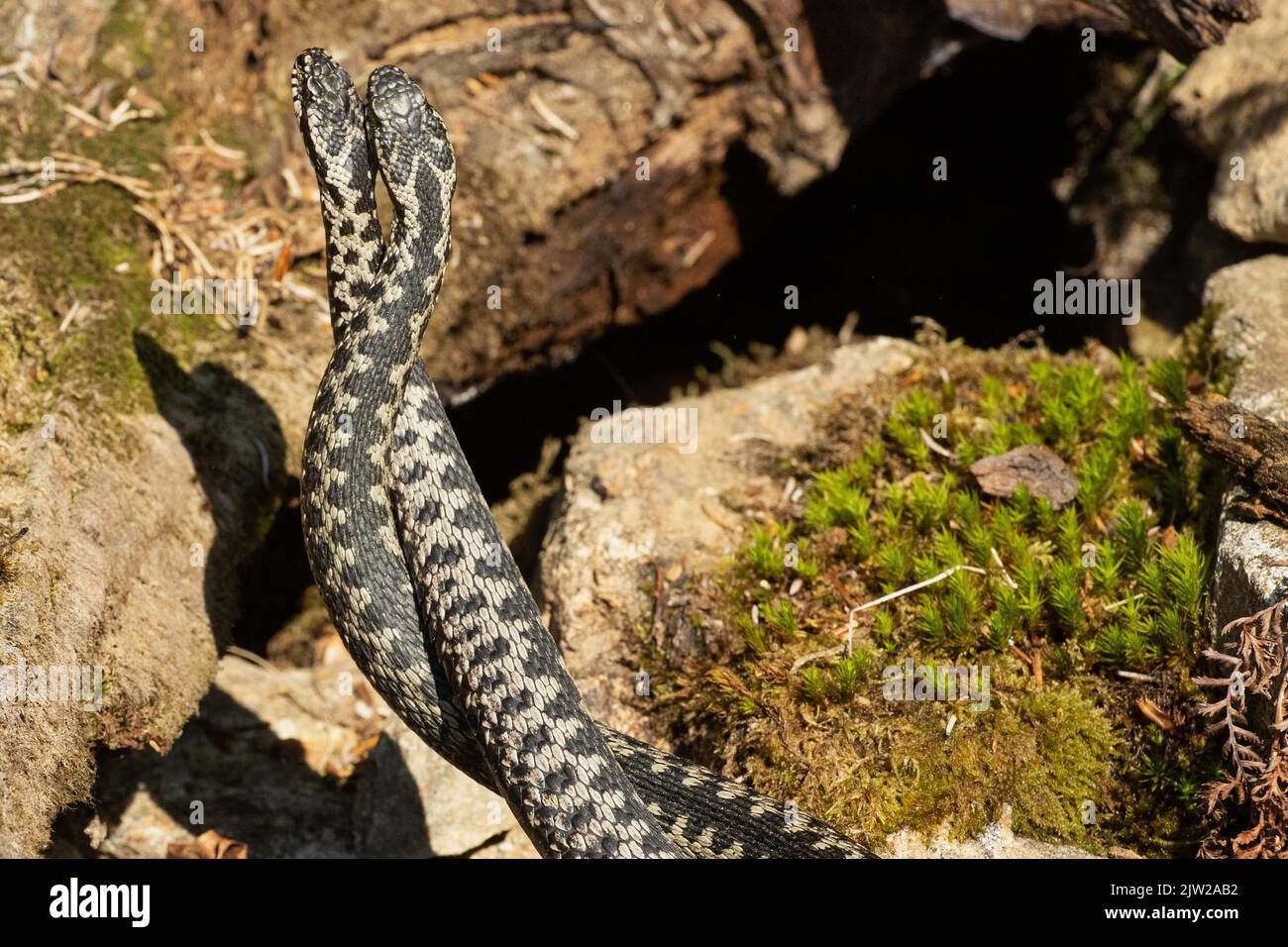 Adder two snakes in a comment fight in front of stones entwined ...