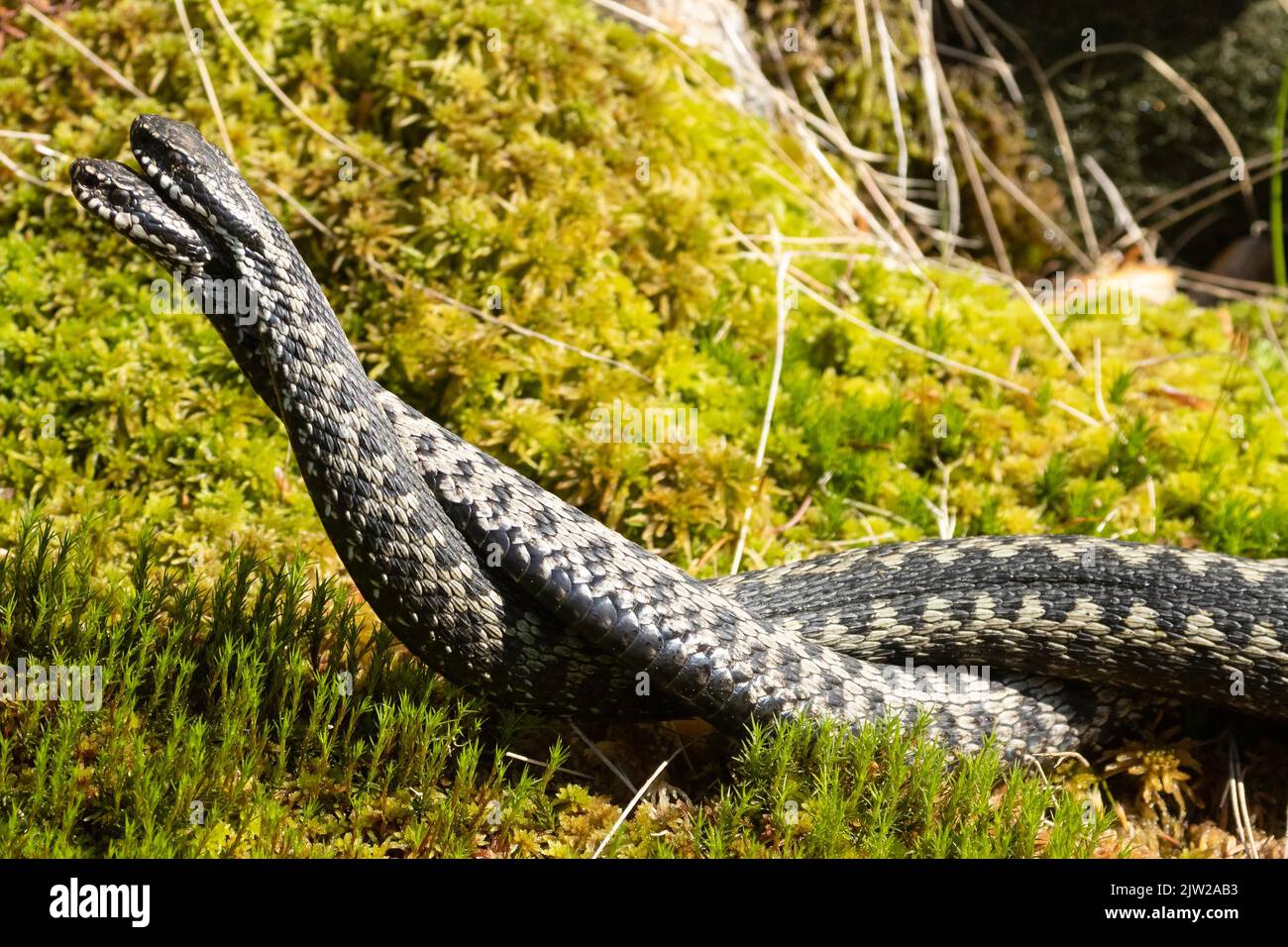 Adder two snakes in moss entangled in a comment fight lying on the left ...