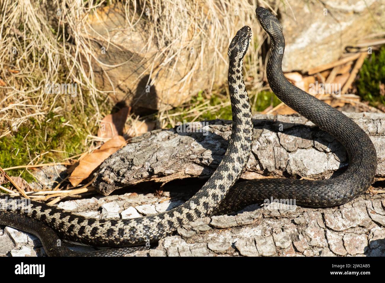 Two snakes attack hi-res stock photography and images - Alamy