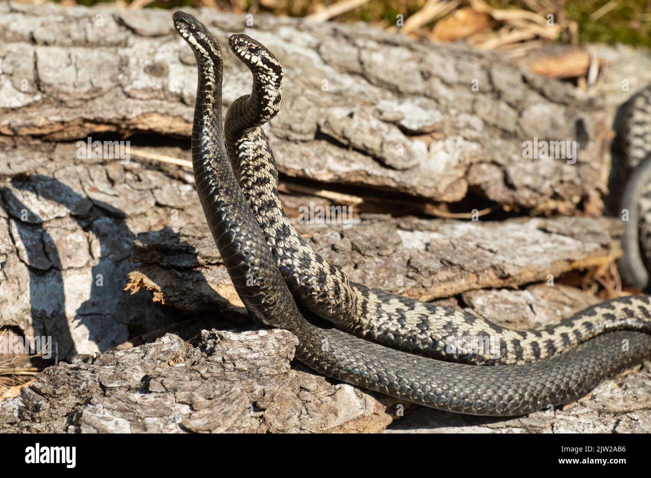 Adder seeing two snakes in a commentary fight in front of a tree trunk ...