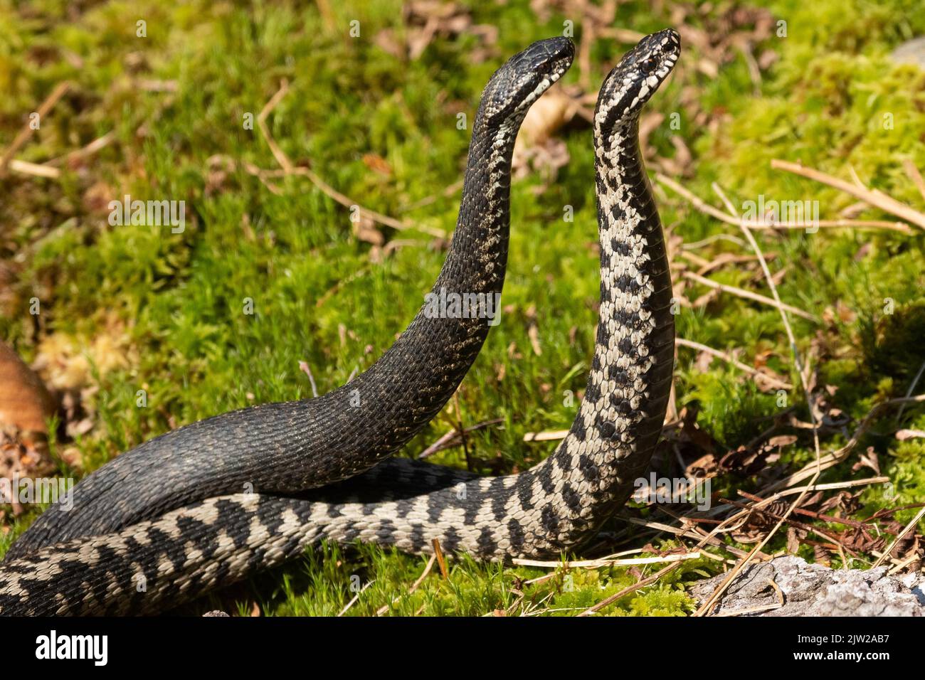 Two snakes attack hi-res stock photography and images - Alamy