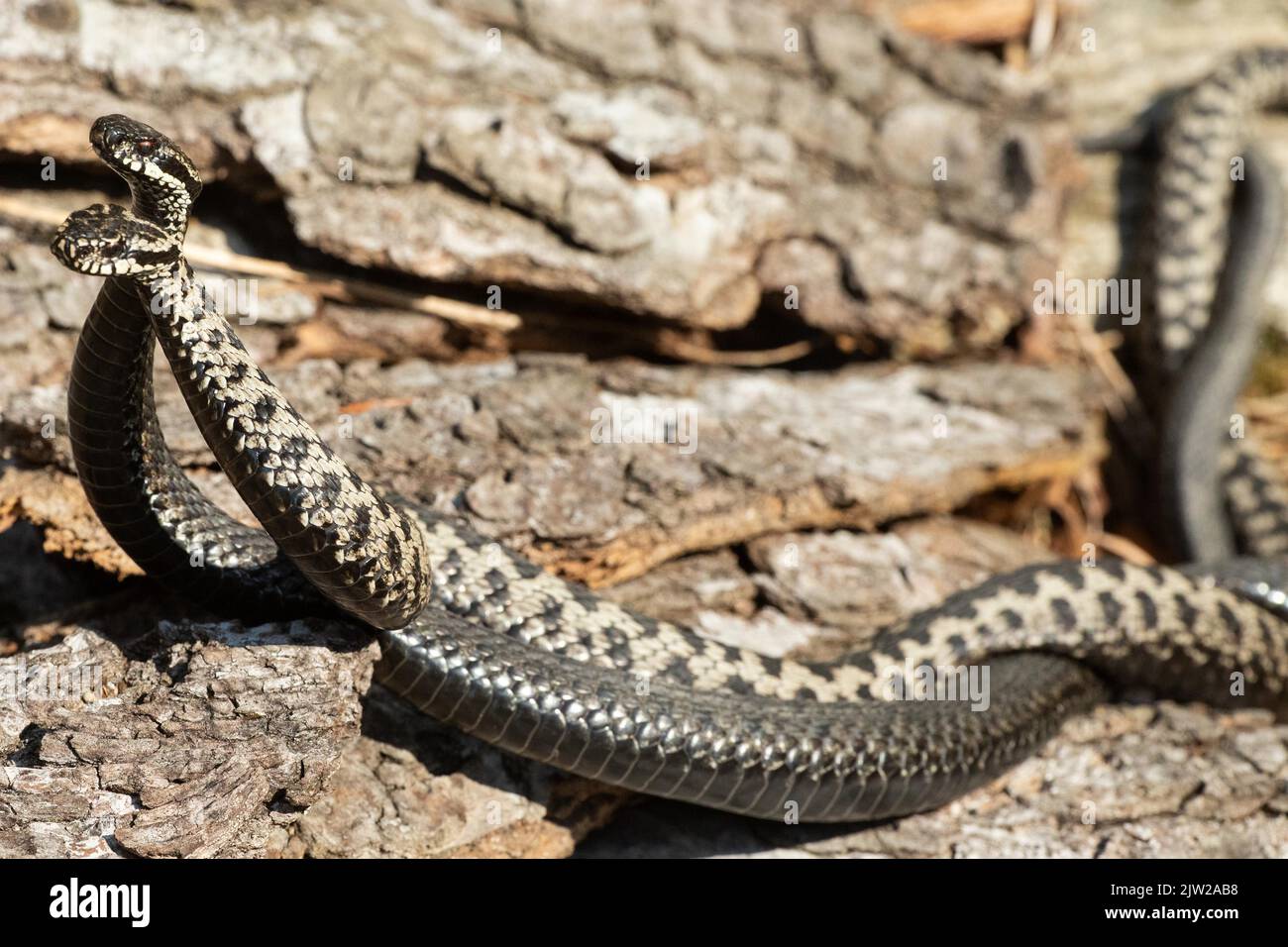 Adder two snakes in a commentary fight in front of a tree trunk lying ...