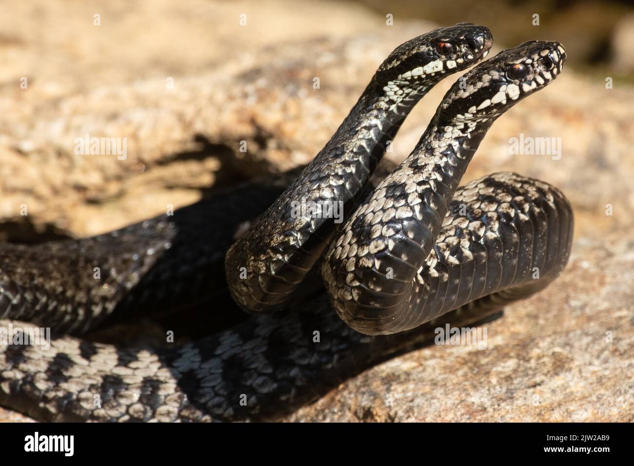 Adder two snakes in commentary fight on stone entwined standing tall ...