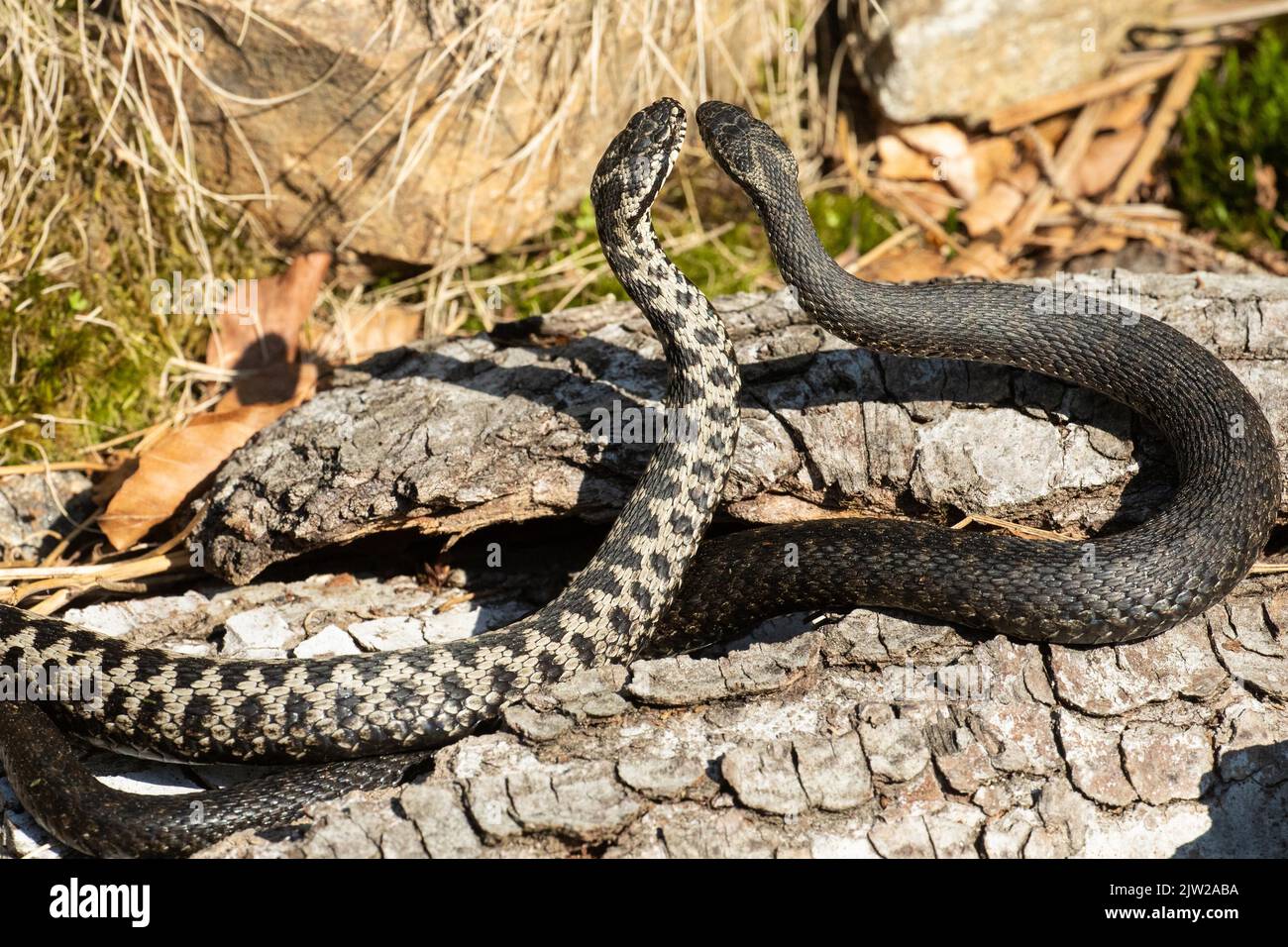 Adder two snakes in a commentary fight on a tree trunk standing high ...