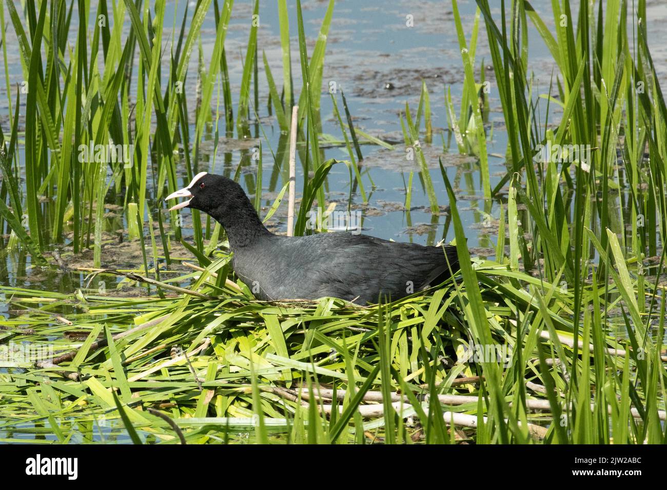 White-tailed Rail Old bird calling Sitting on nest in water among green ...