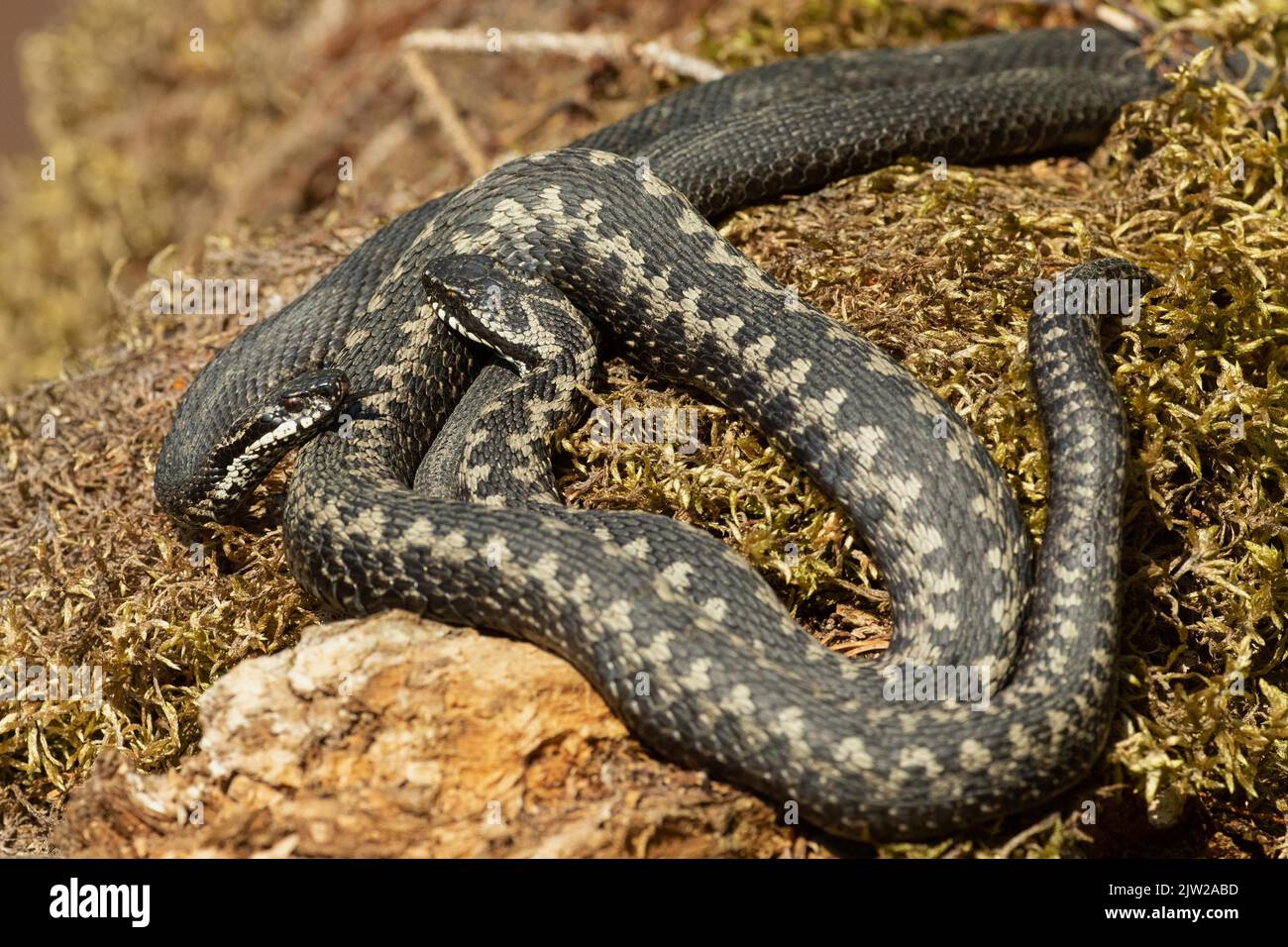 Adder seeing two snakes entwined lying on moss facing each other Stock ...
