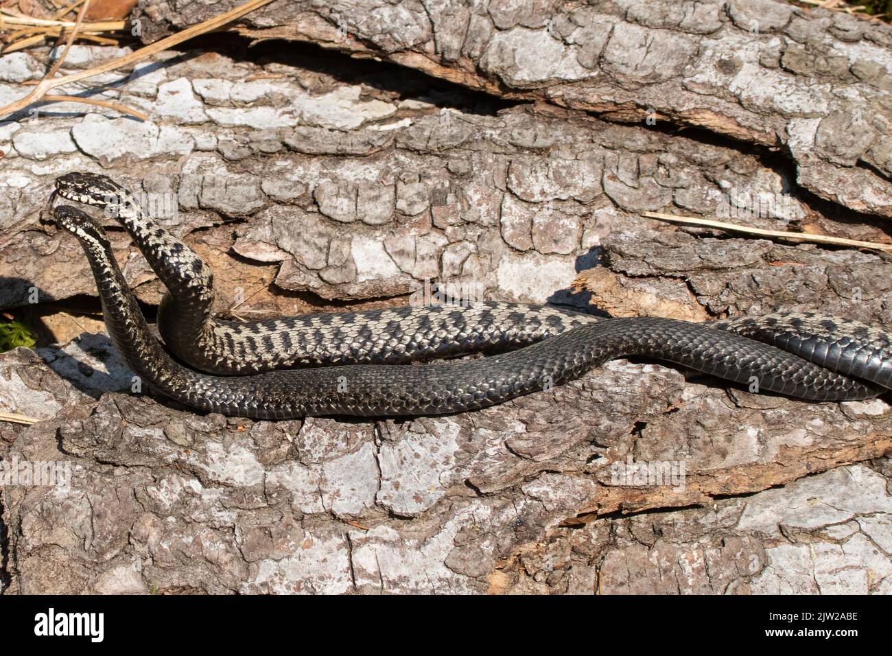 Adder seeing two snakes in a comment fight in front of a tree trunk ...