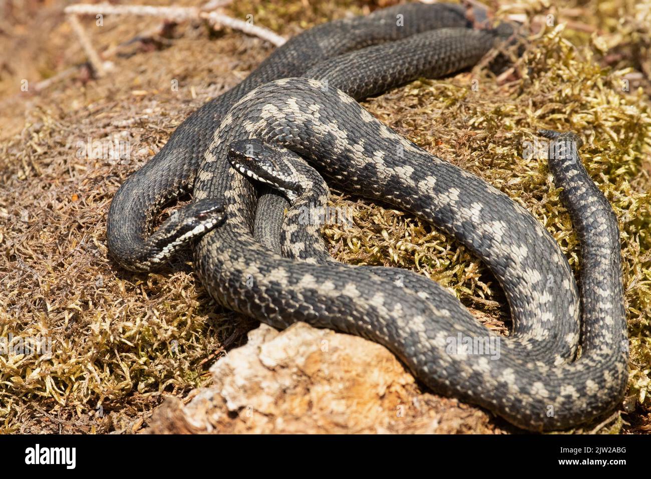 Two snakes hi-res stock photography and images - Alamy