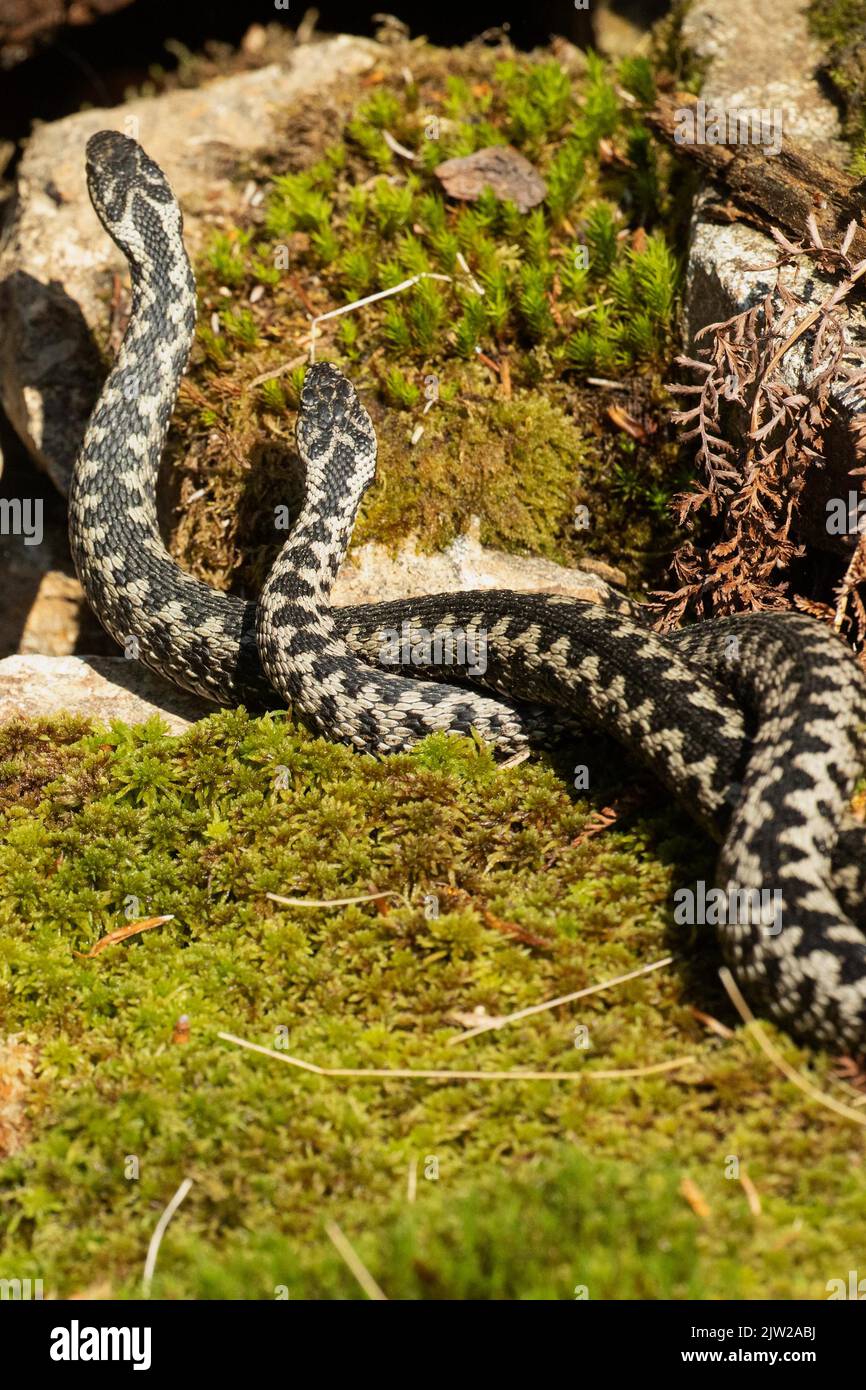 Adder two snakes in a commentary fight lying entwined in moss from ...