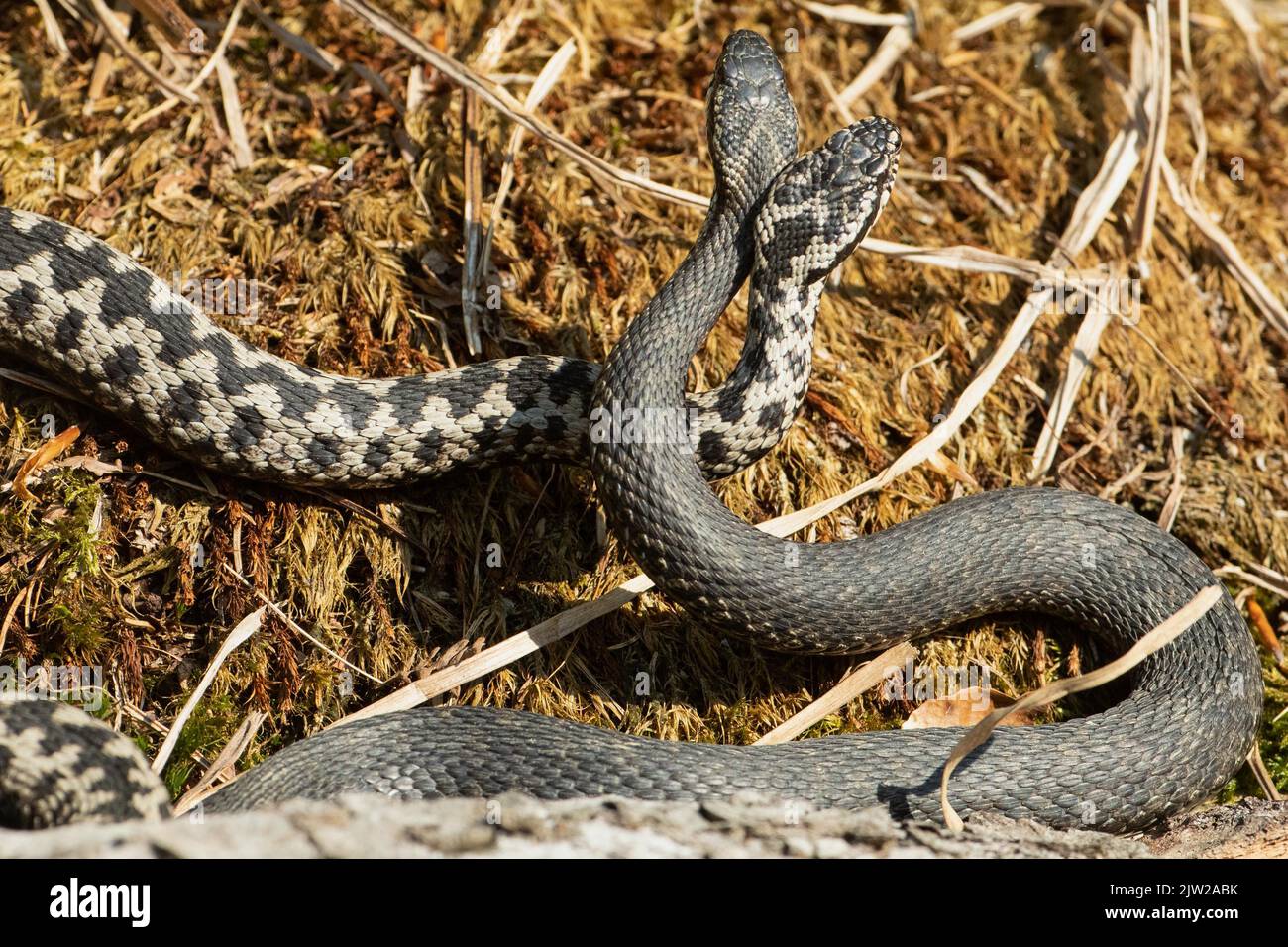 Two snakes attack hi-res stock photography and images - Alamy