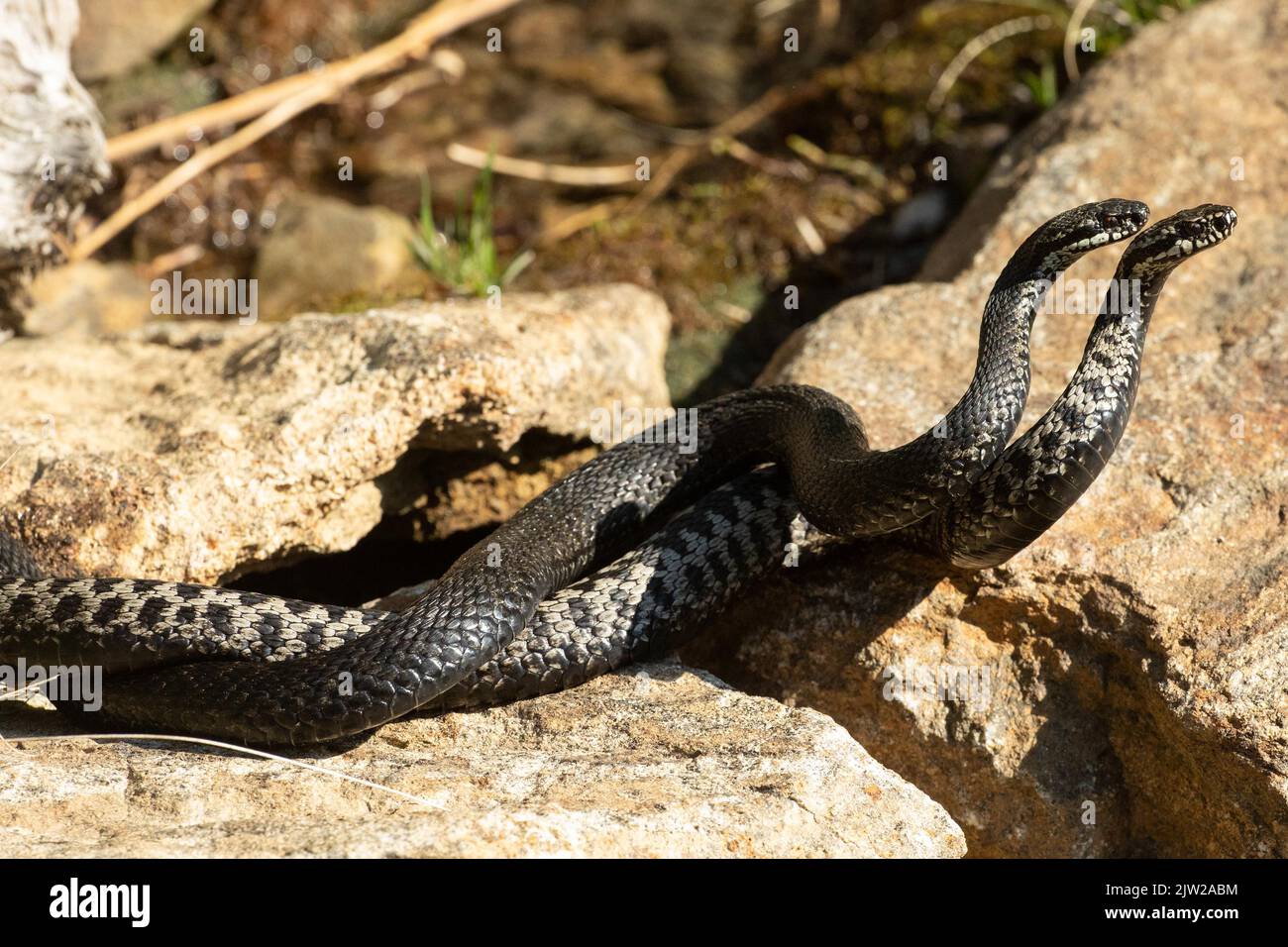 Adder two snakes in commentary fight lying entangled on stones seen on ...