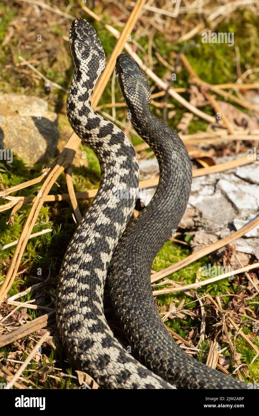 Two snakes attack hi-res stock photography and images - Alamy