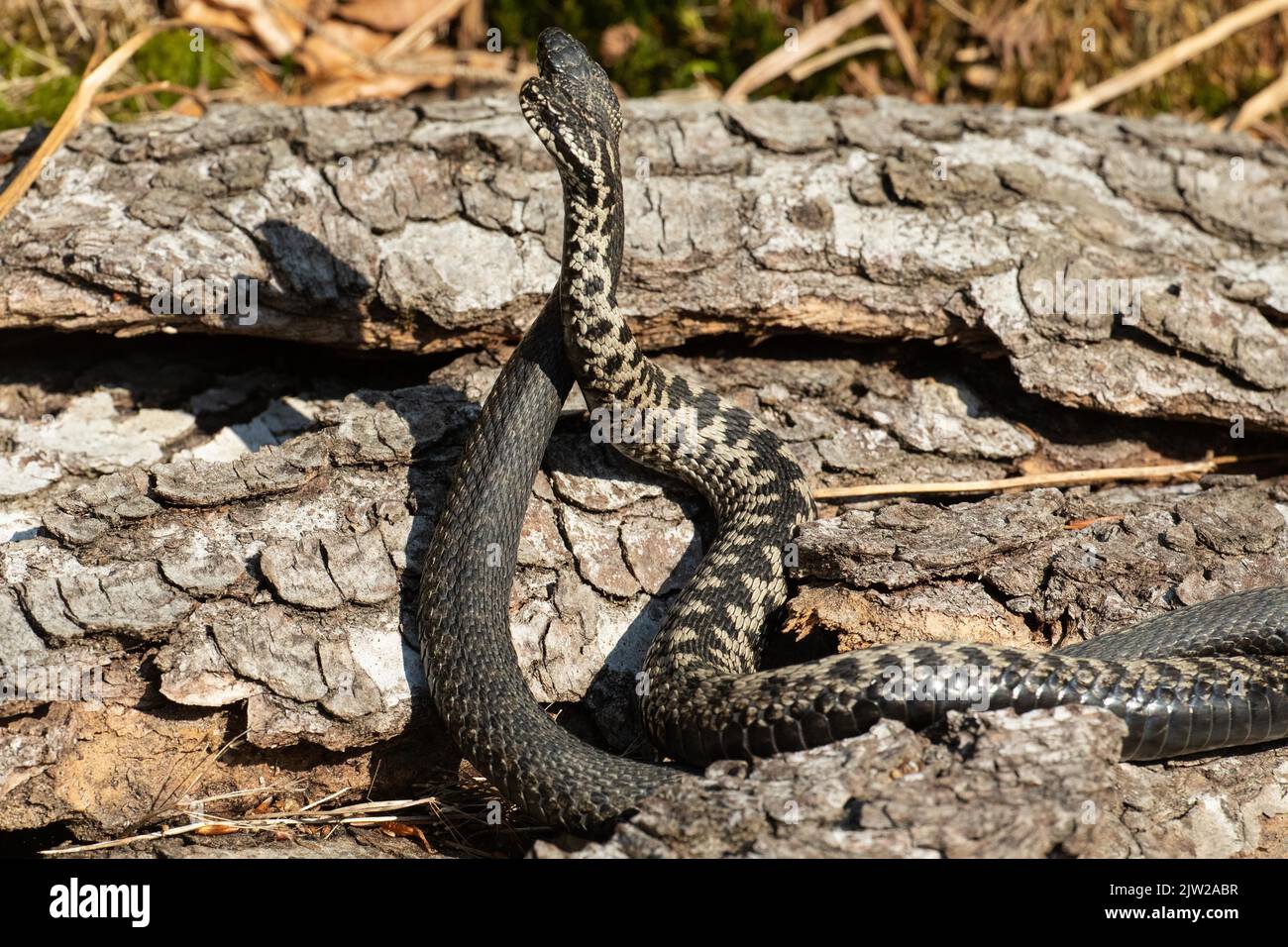 Adder seeing two snakes in a commentary fight in front of a tree trunk ...
