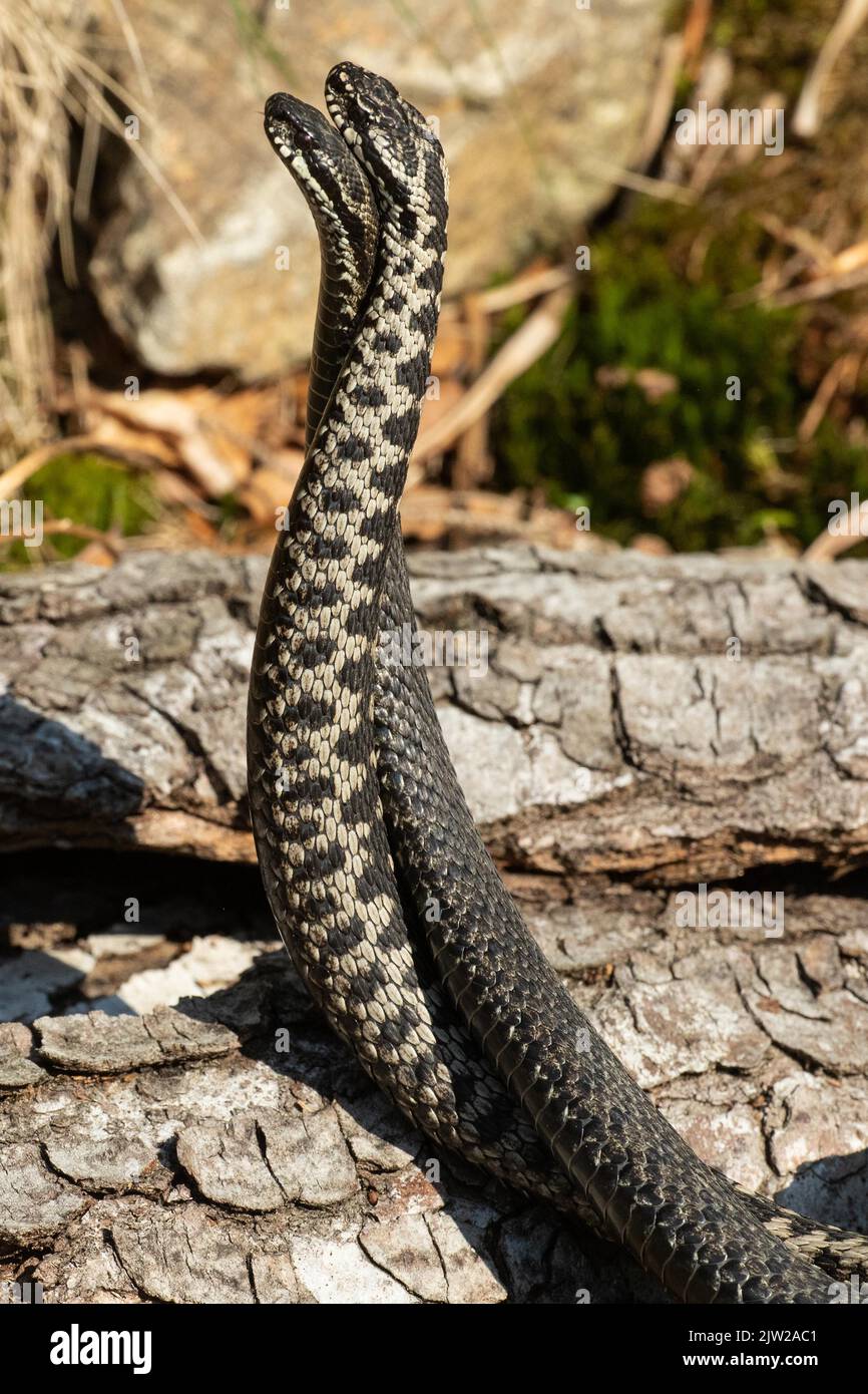 Adder seeing two snakes in a commentary fight in front of a tree trunk ...