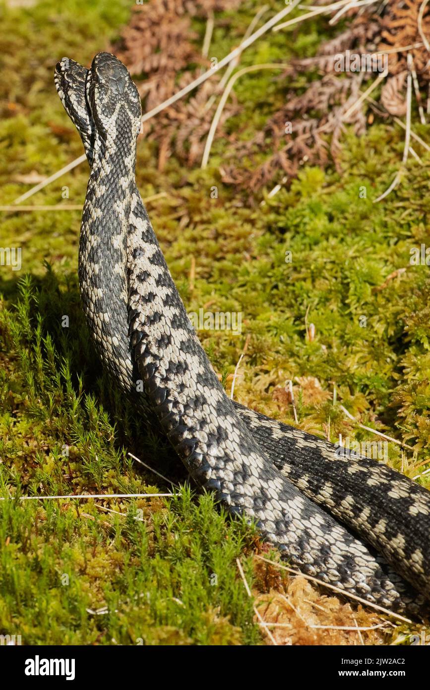 Two snakes attack hi-res stock photography and images - Alamy