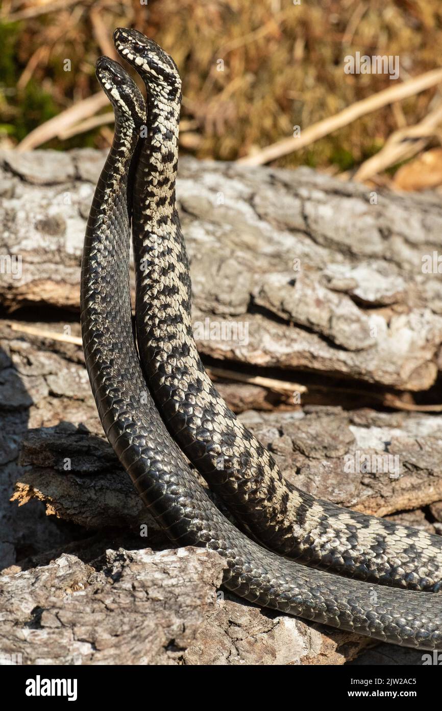 Two snakes attack hi-res stock photography and images - Alamy