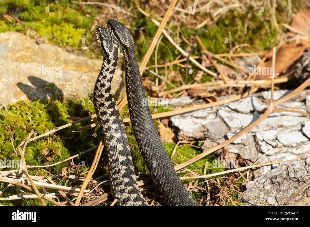 Two snakes attack hi-res stock photography and images - Alamy