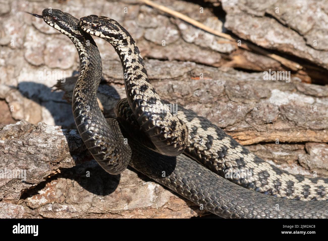 Adder two snakes with outstretched tongues in a commensal fight, lying ...