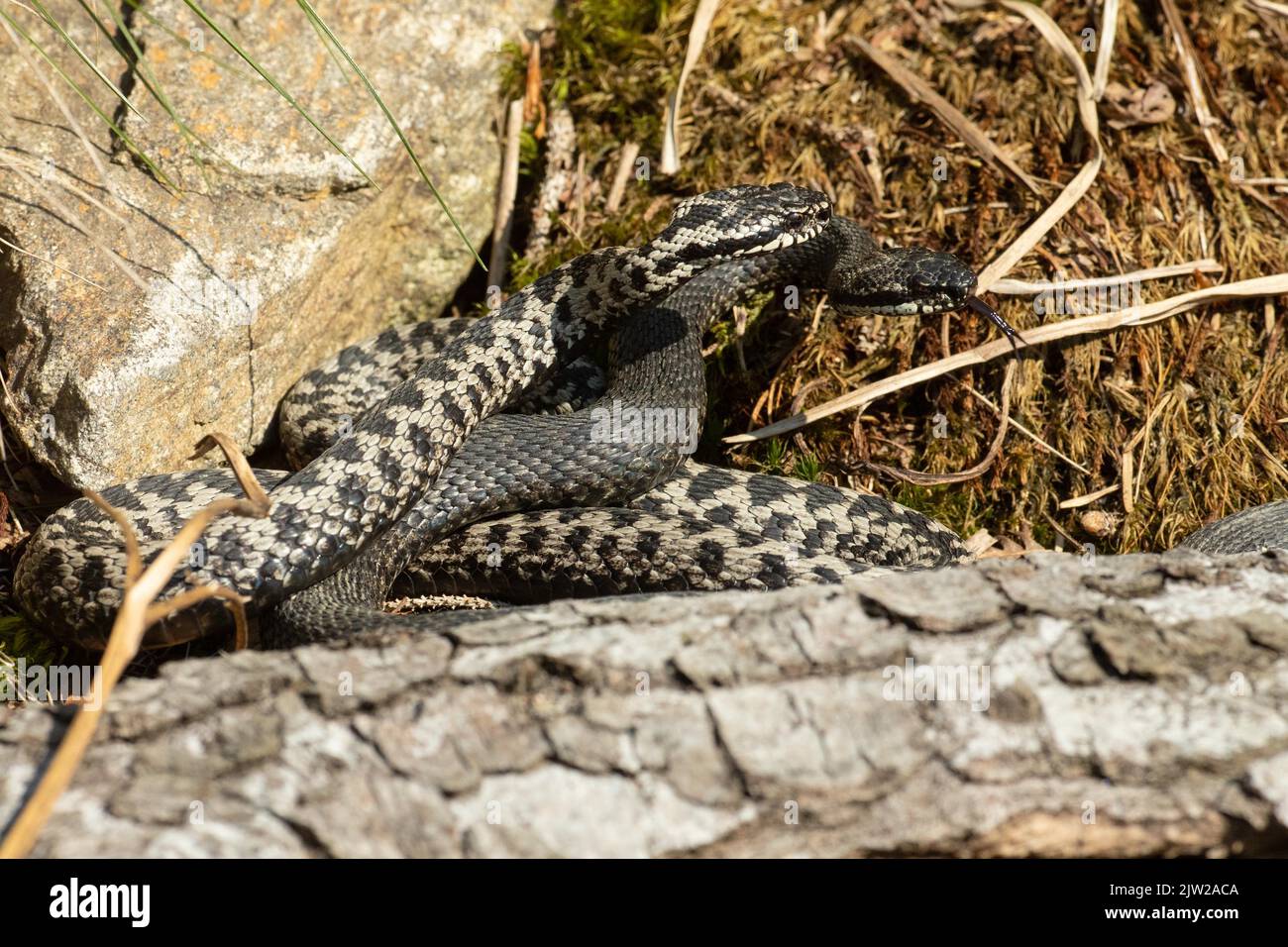 Adder two snakes with outstretched tongues in commentary fight lying ...