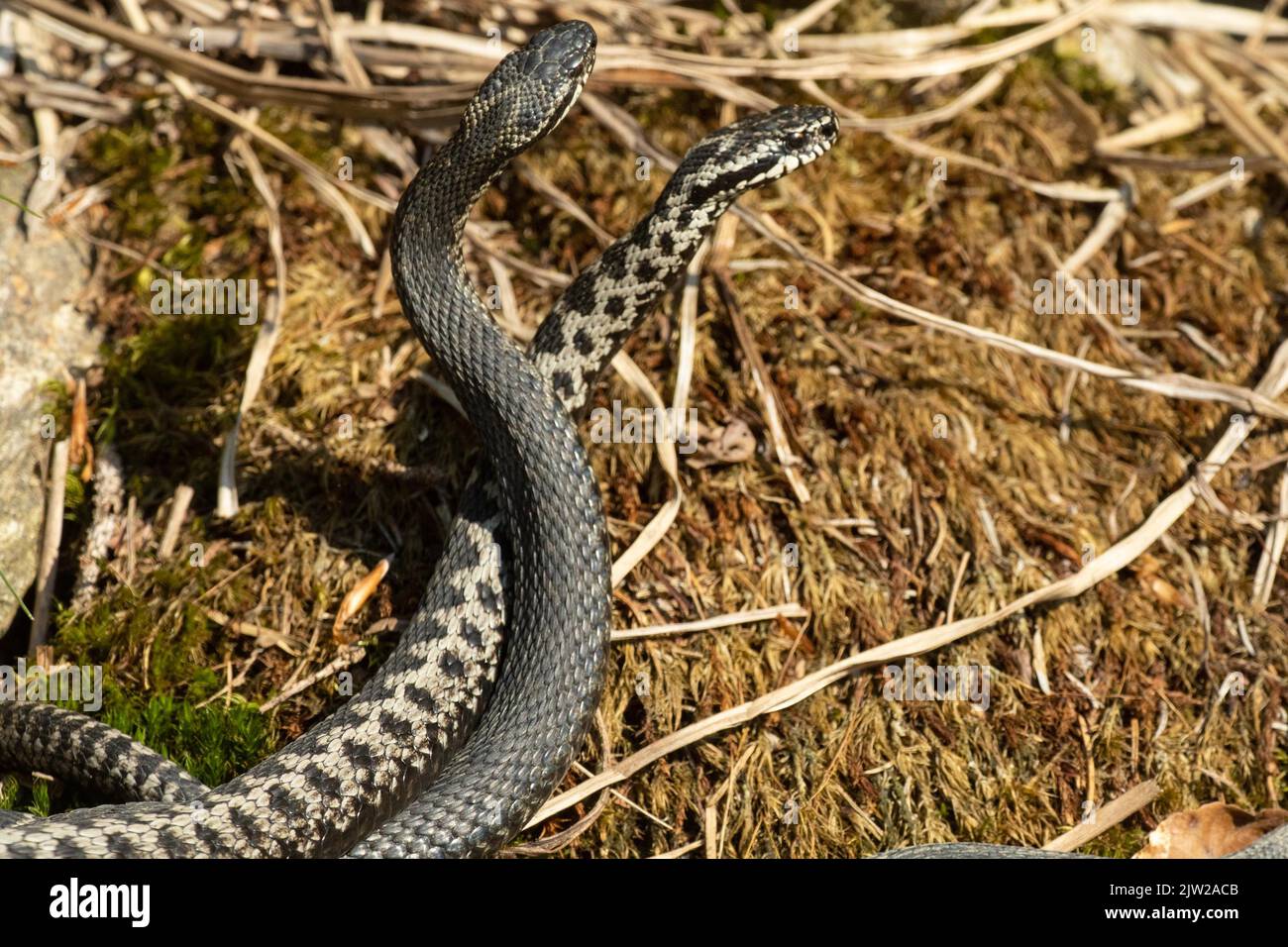 Adder two snakes in commentary fight on moss entwined standing tall ...