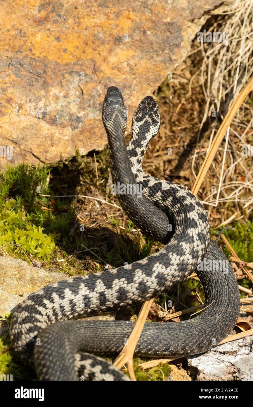 Two snakes attack hi-res stock photography and images - Alamy