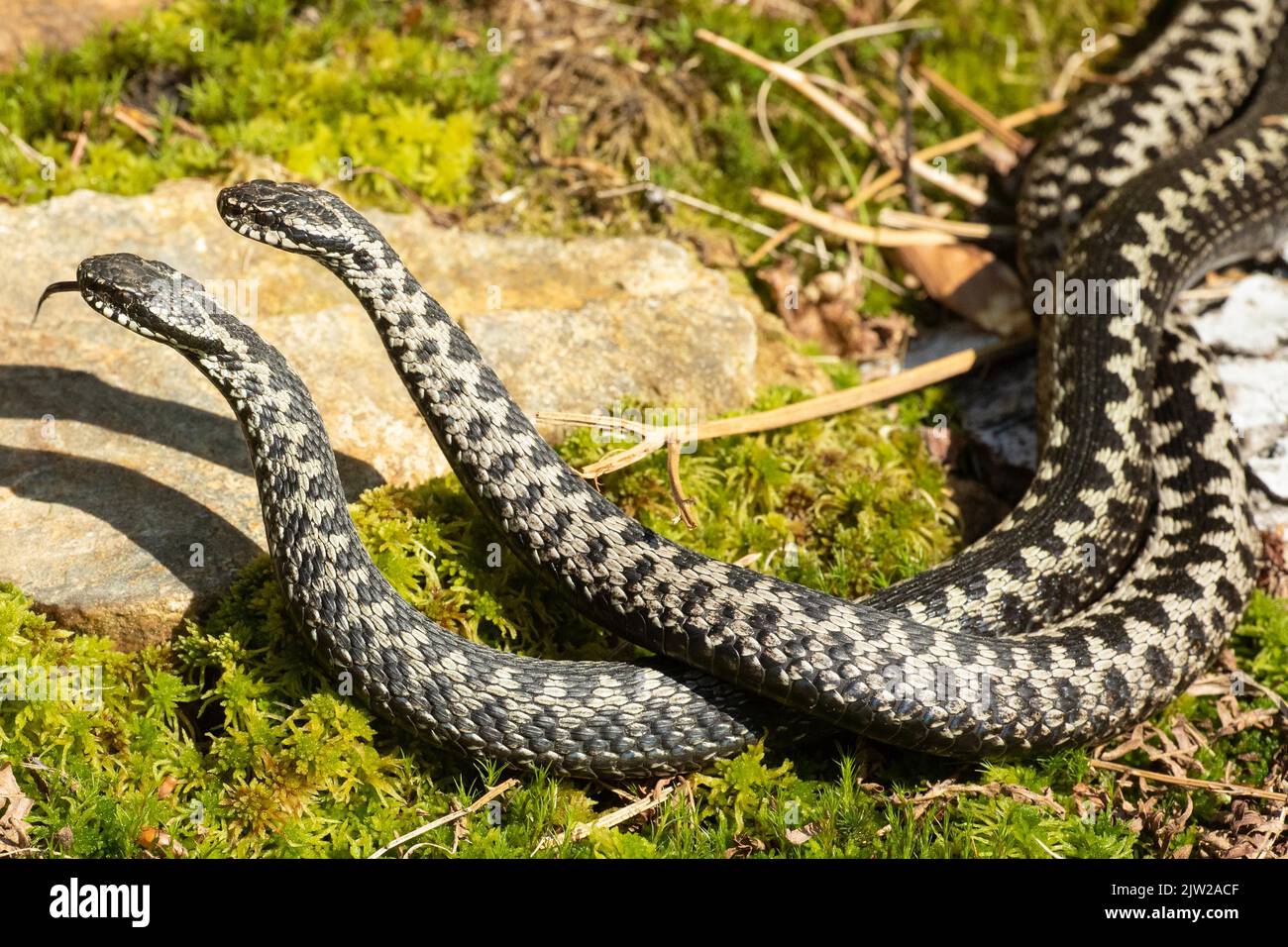 Two snakes attack hi-res stock photography and images - Alamy