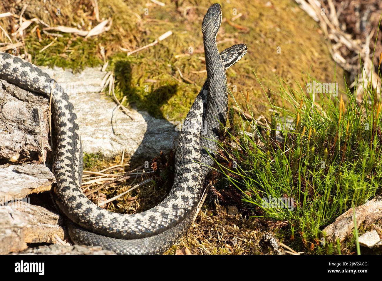 Adder two snakes in commentary fight in front of green moss standing ...