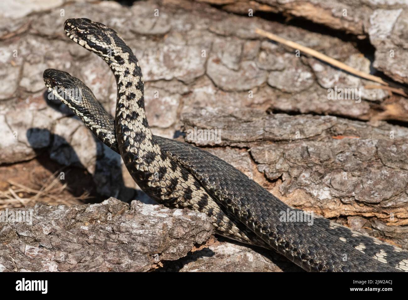 Adder two snakes in a commentary fight in front of a tree trunk lying ...