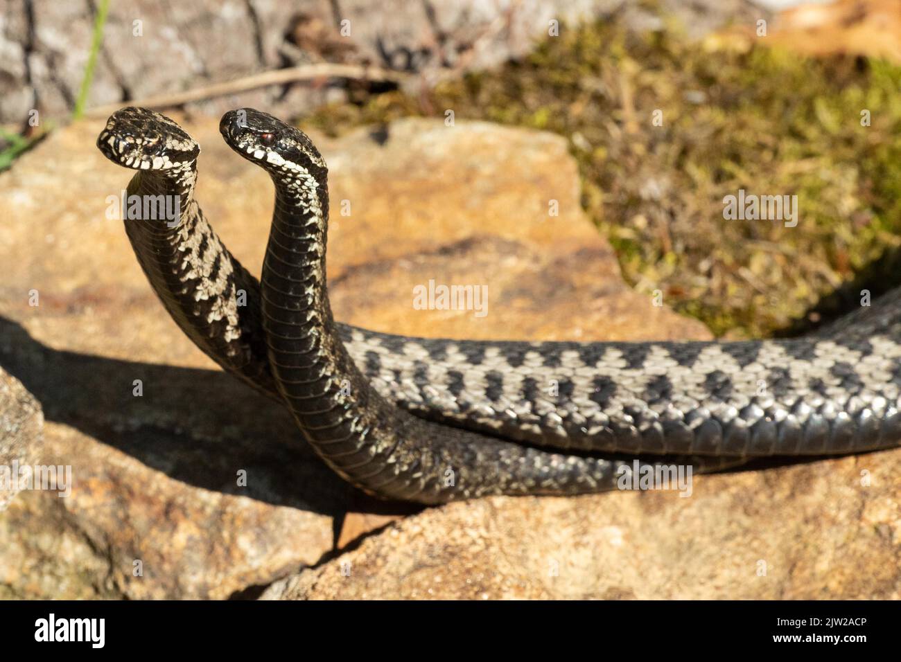 Adder two snakes in commentary fight lying entangled on stones seen ...