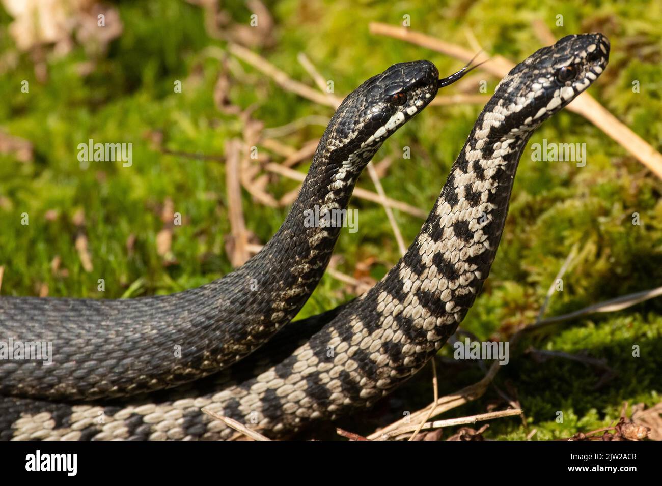 Adder two snakes with outstretched tongues in commentary fight standing ...
