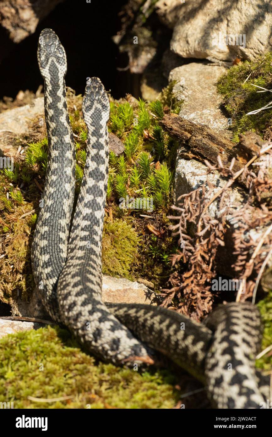 Adder two snakes in commentary fight on stones entwined standing up ...