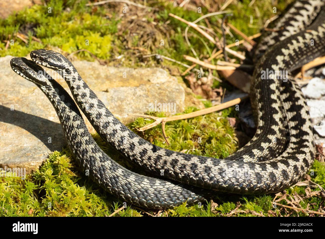 Adder two snakes in moss entangled in a comment fight lying on the left ...