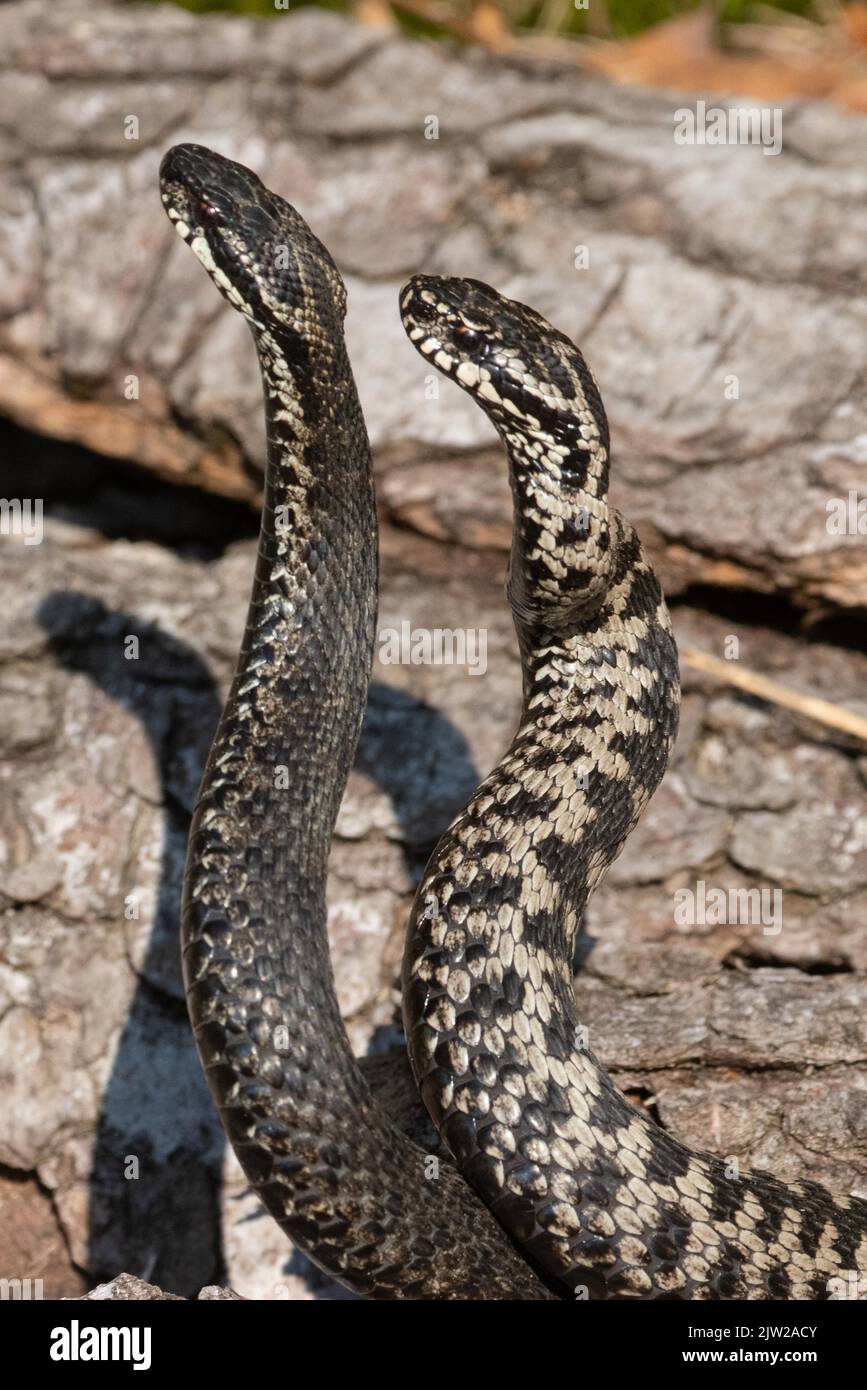 Two snakes attack hi-res stock photography and images - Alamy
