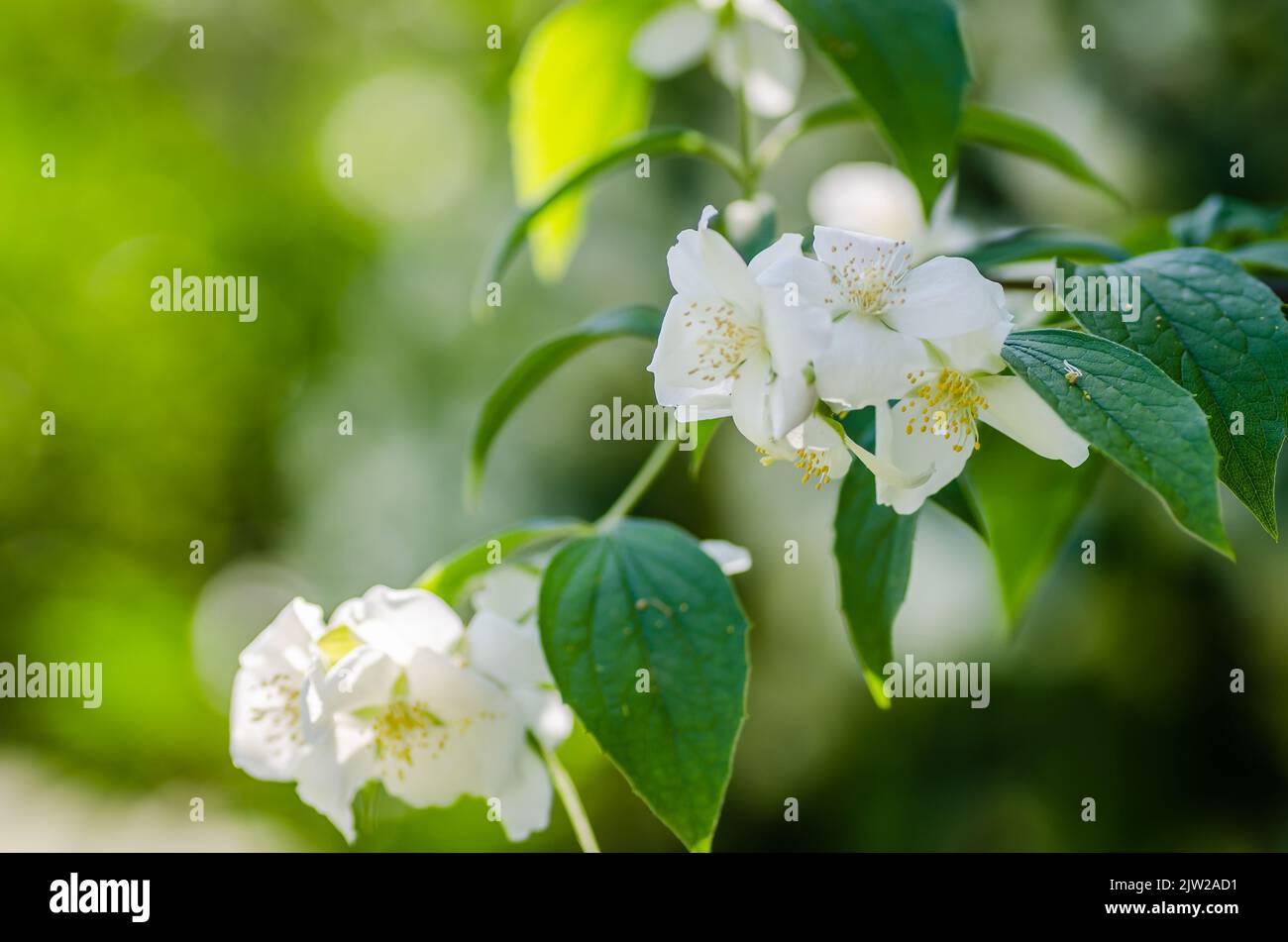 Beautiful blooming jasmine bush in the summer garden Fine ornamental ...