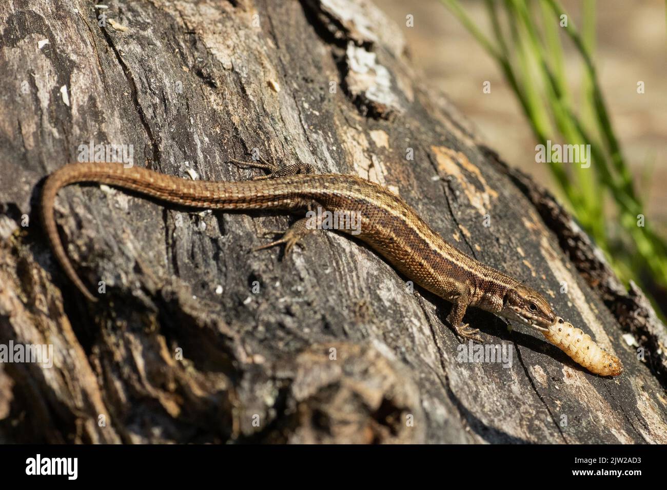 Forest lizard with food in mouth sitting on tree trunk seen on right ...