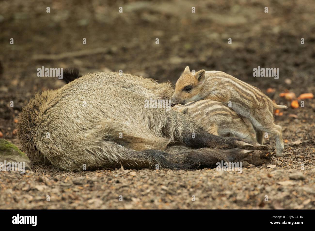 Wild boar Old animal lying and two young animals standing sucking ...