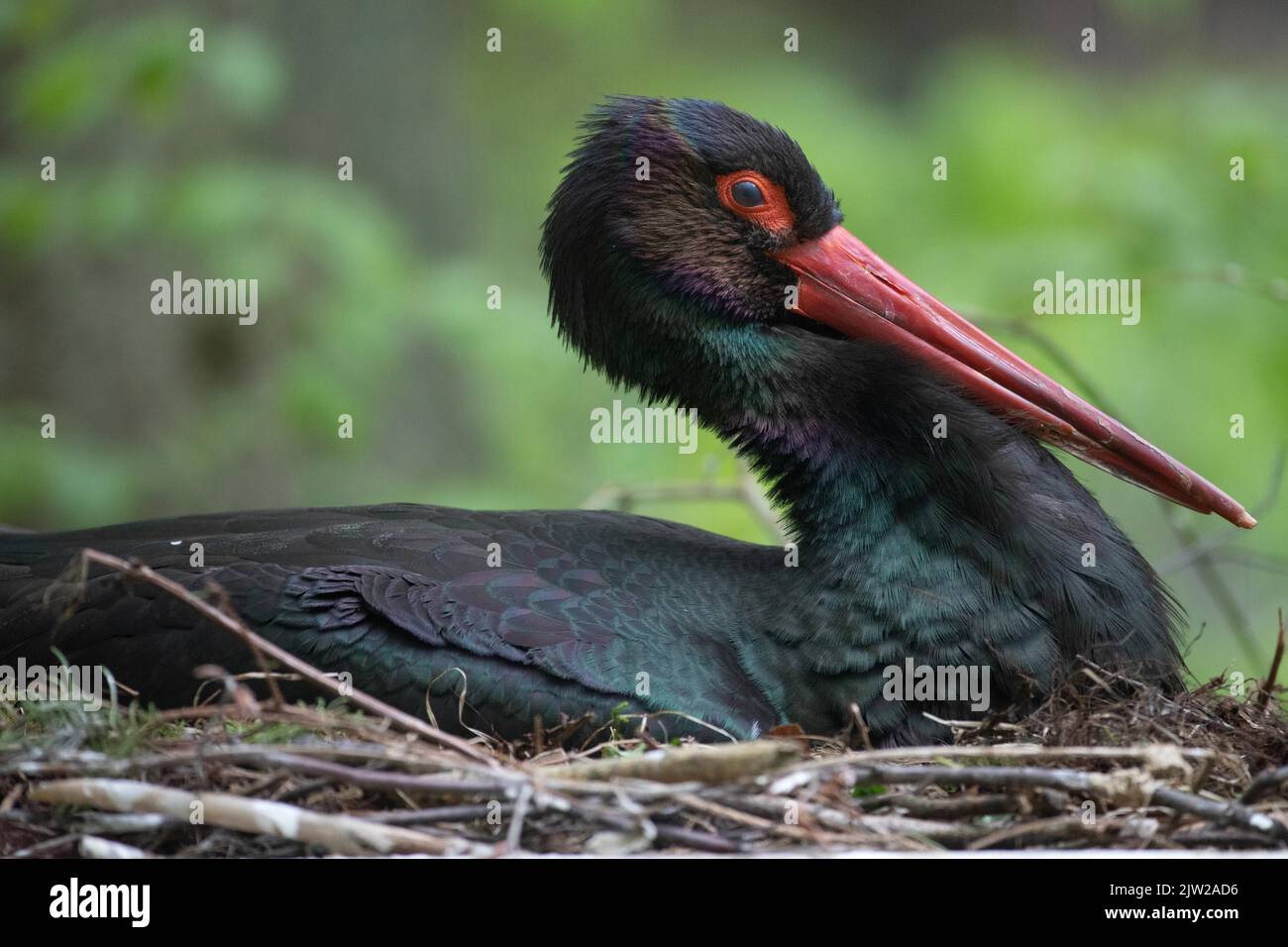 Black stork sitting in nest looking right Stock Photo - Alamy