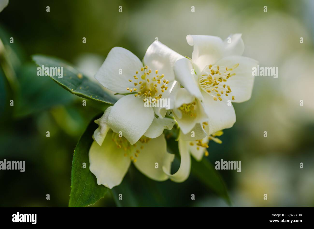 Beautiful blooming jasmine bush in the summer garden Fine ornamental ...