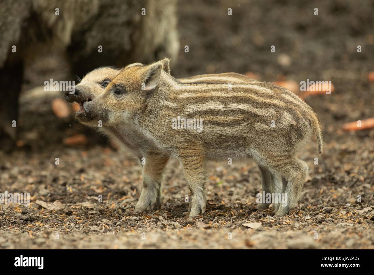 Wild boar two young standing on forest floor seen left Stock Photo - Alamy