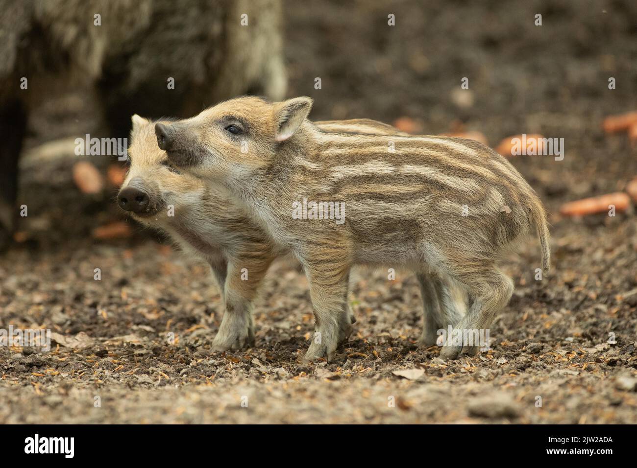 Wild boar two young standing on forest floor seen left Stock Photo - Alamy