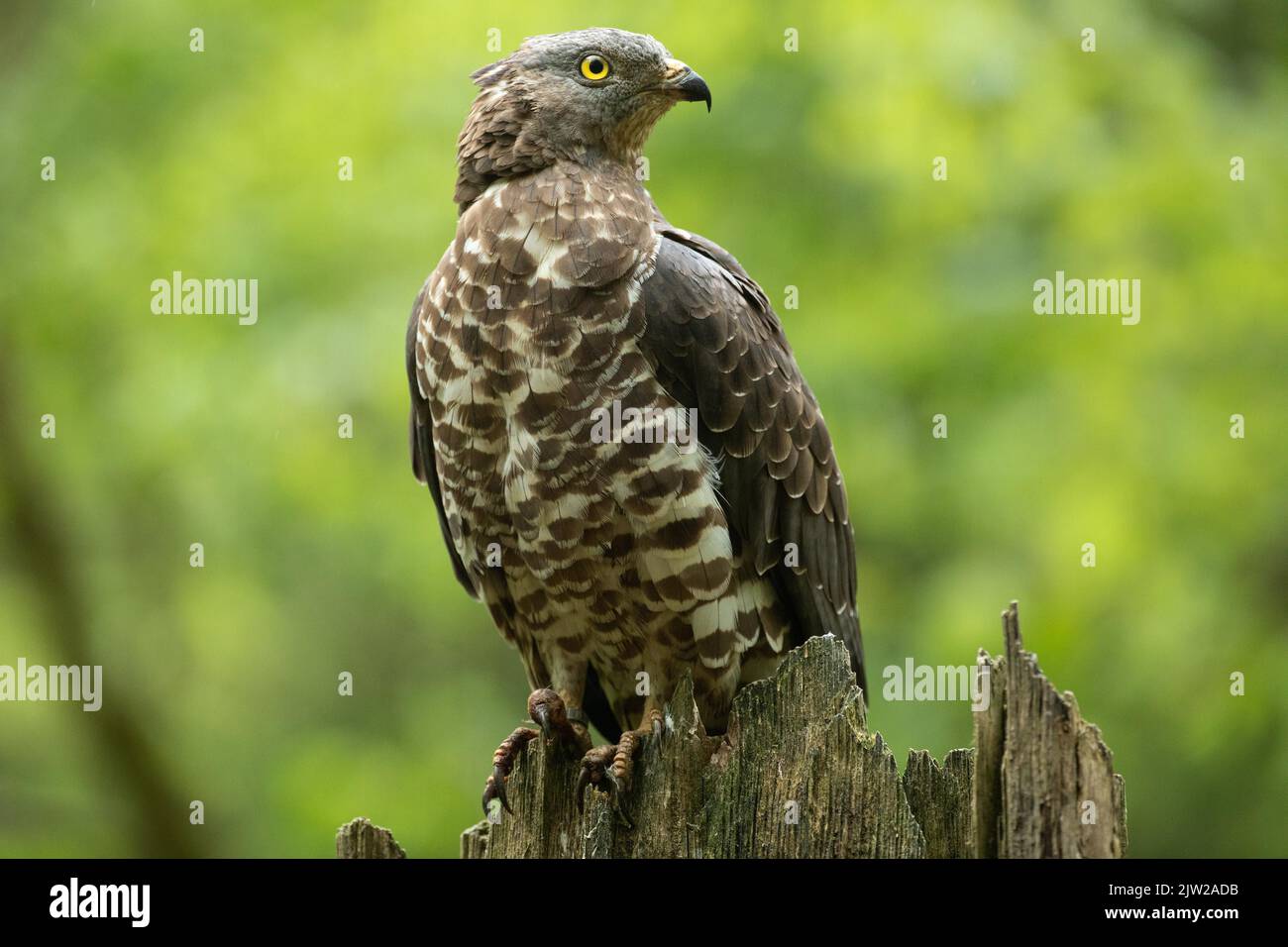 Honey buzzard sitting on tree trunk seen from front right Stock Photo ...