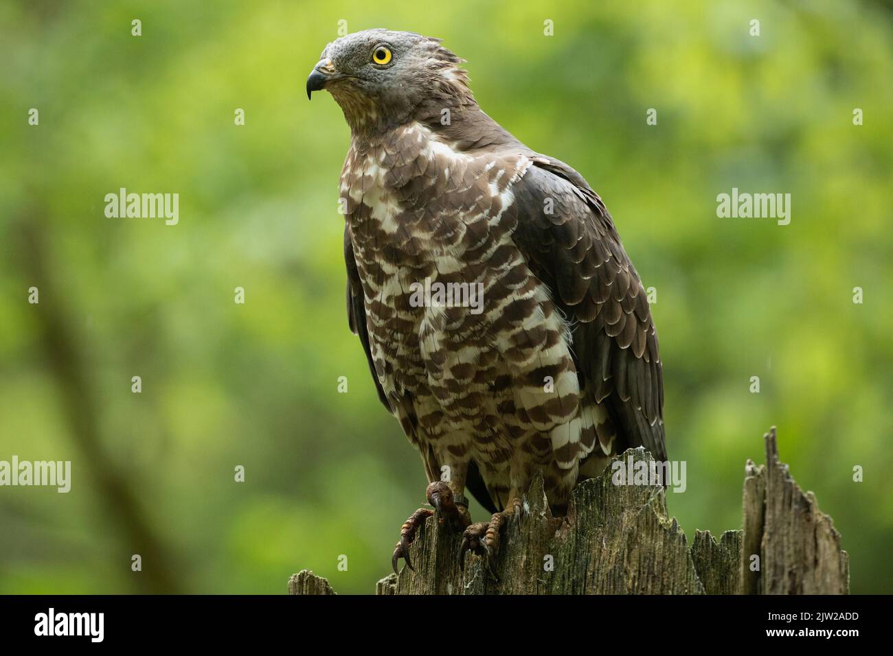 Buzzard tree hi-res stock photography and images - Alamy