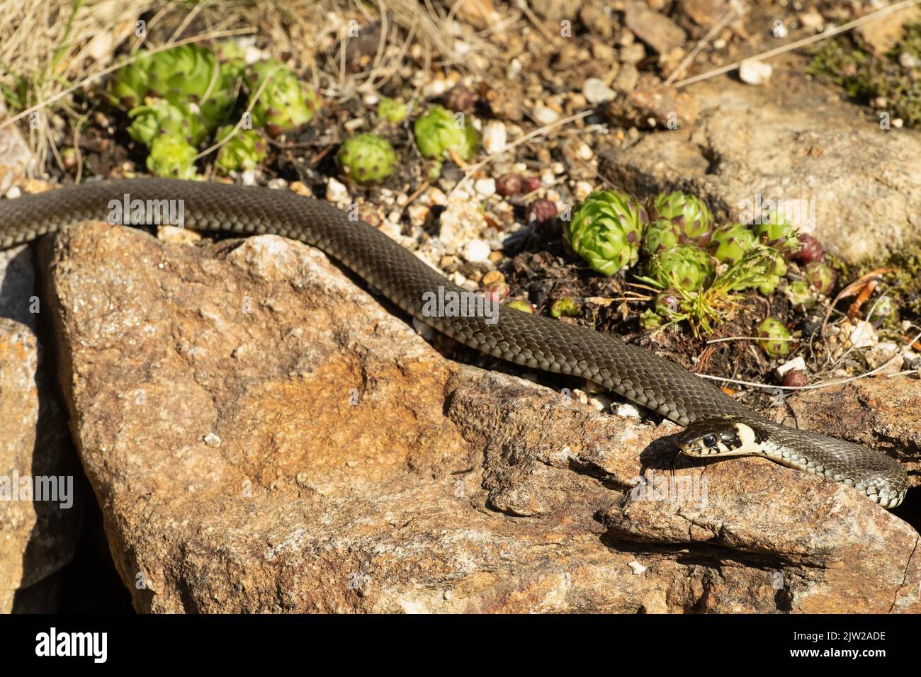 Grass snake lying on stone looking back left Stock Photo - Alamy