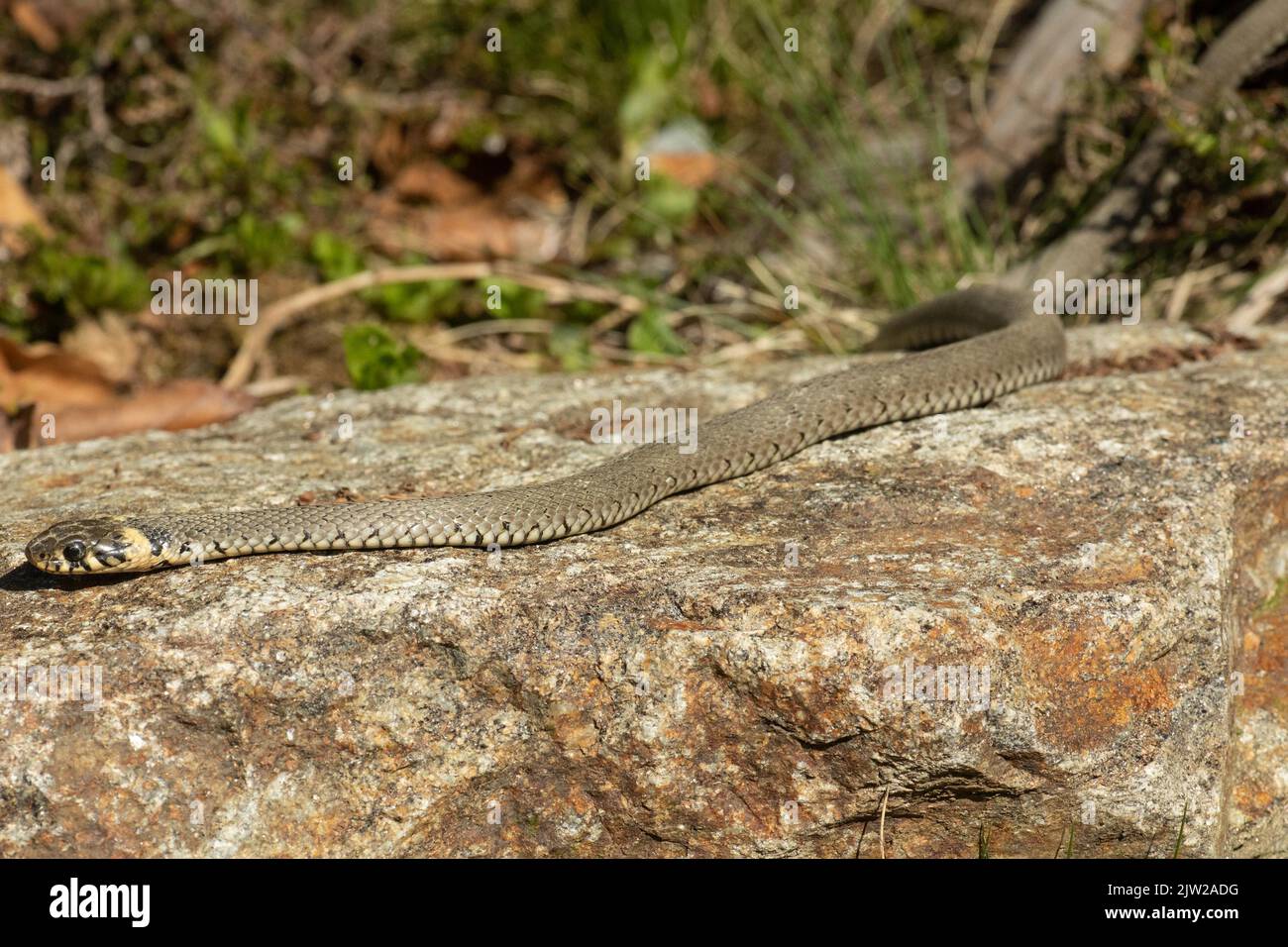Snake lying on the grass hi-res stock photography and images - Alamy