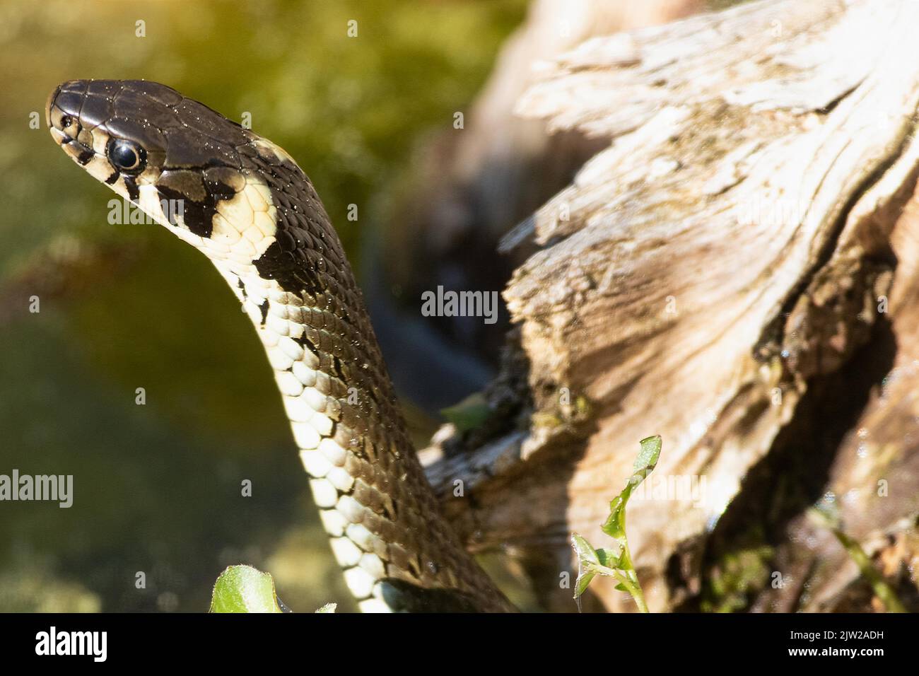 Grass snake head portrait in front of water looking left Stock Photo ...