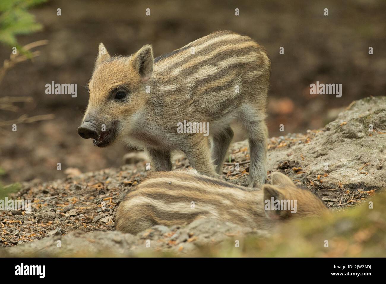 Wild boar young hi-res stock photography and images - Alamy
