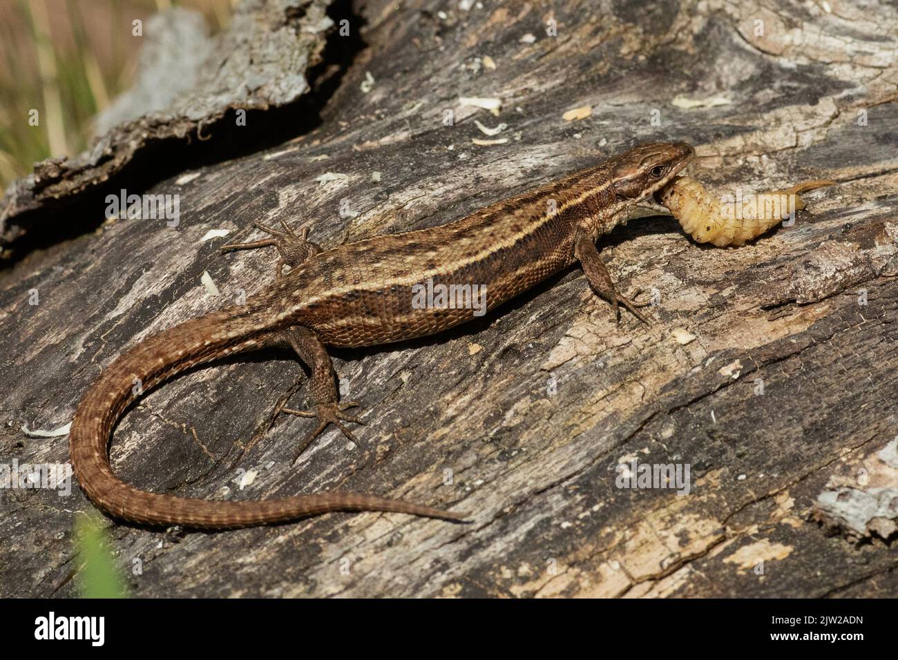 Forest lizard with food in mouth sitting on tree trunk seen on right ...